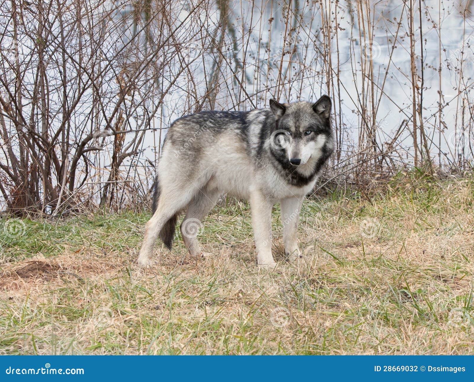 639 Lobo De Ojos Azules Fotos - Libres de Derechos y Gratuitas de ...
