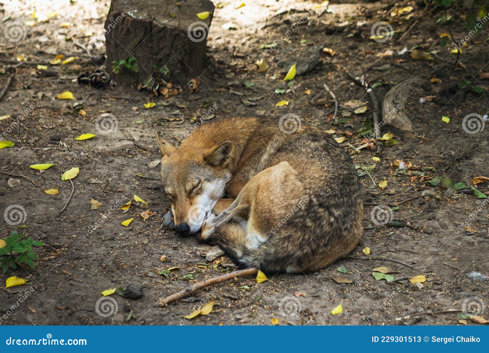 Lobo Durmiendo En El Suelo En El Bosque Imagen de archivo - Imagen de ...