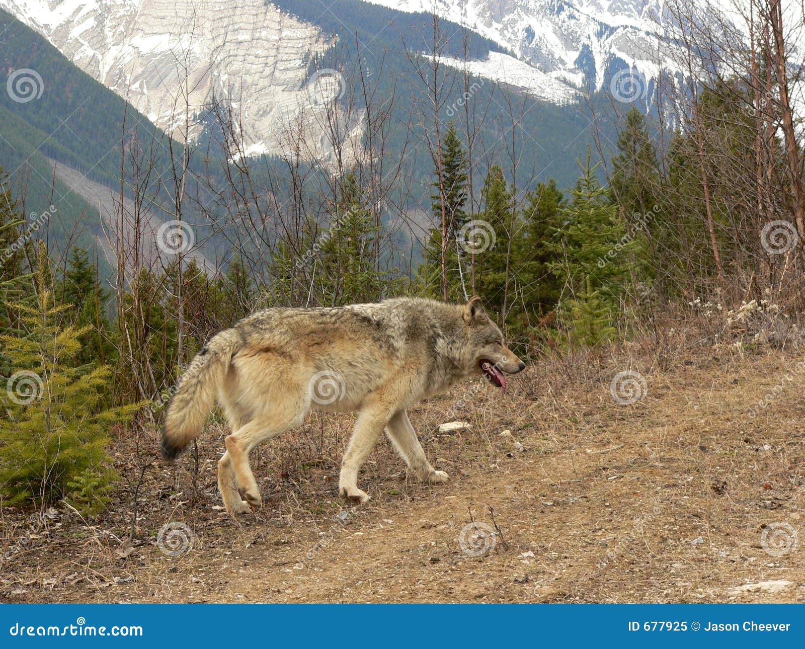 Lobo Em Montanhas Rochosas Canadenses Imagem de Stock - Imagem de ...