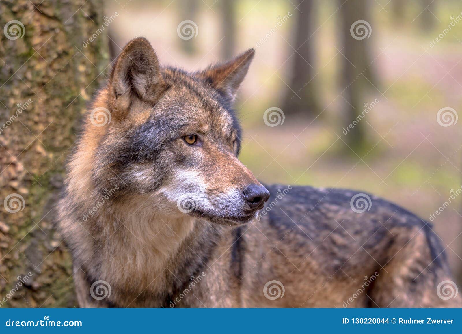Lobo em uma floresta foto de stock. Imagem de bonito - 130220044