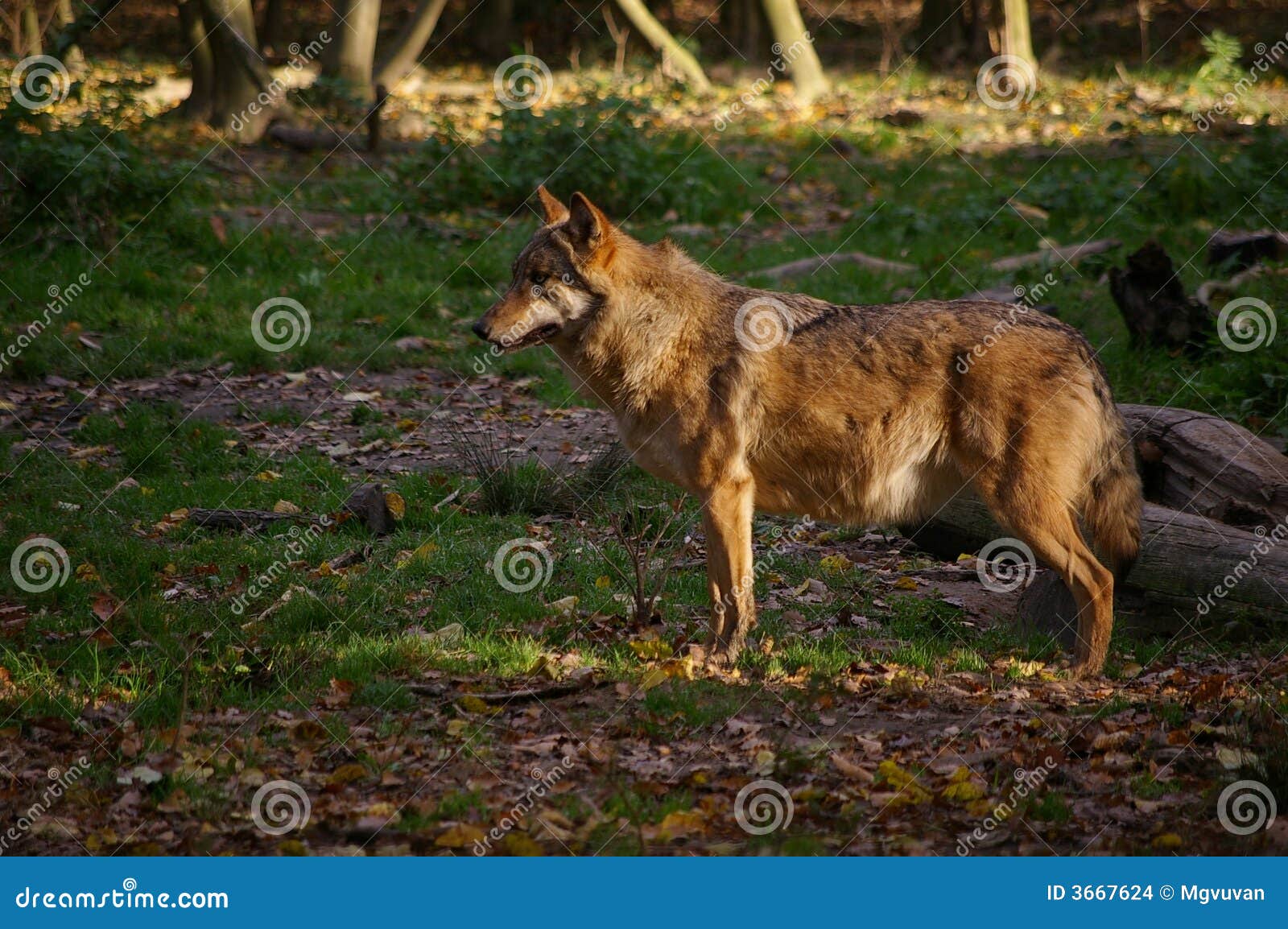 Lobo en bosque foto de archivo. Imagen de despredador - 3667624
