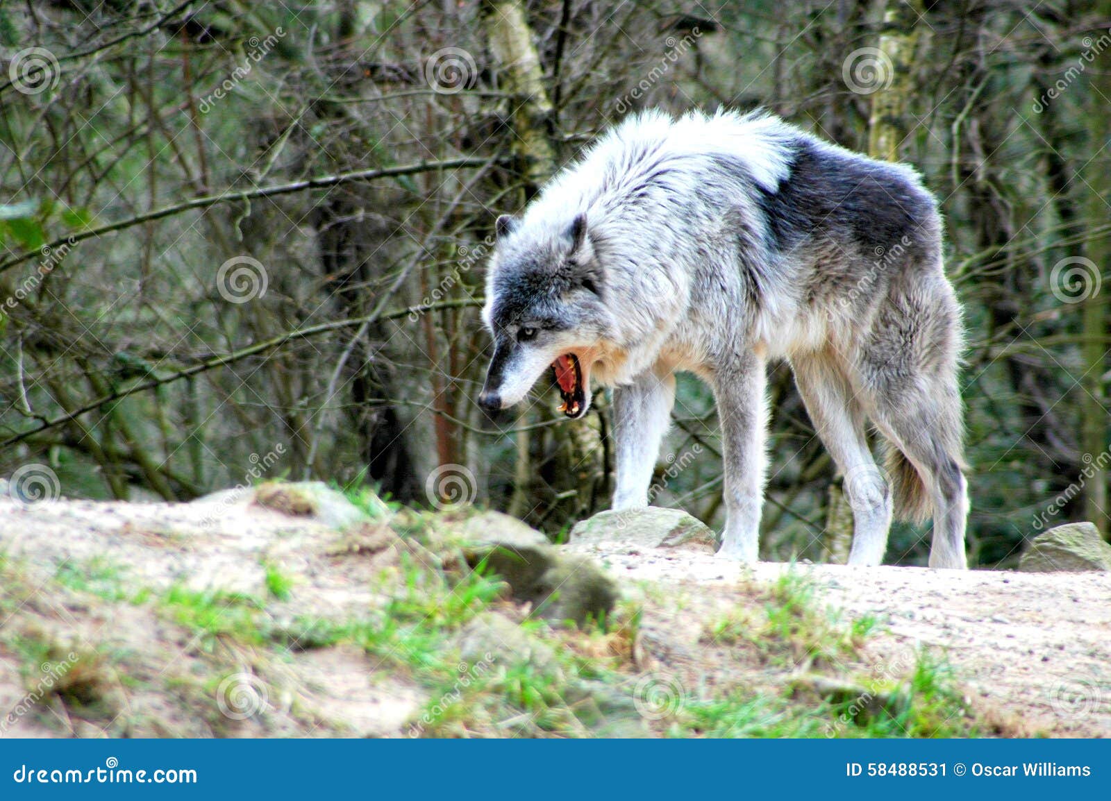 Lobo en bosque imagen de archivo. Imagen de criatura - 58488531