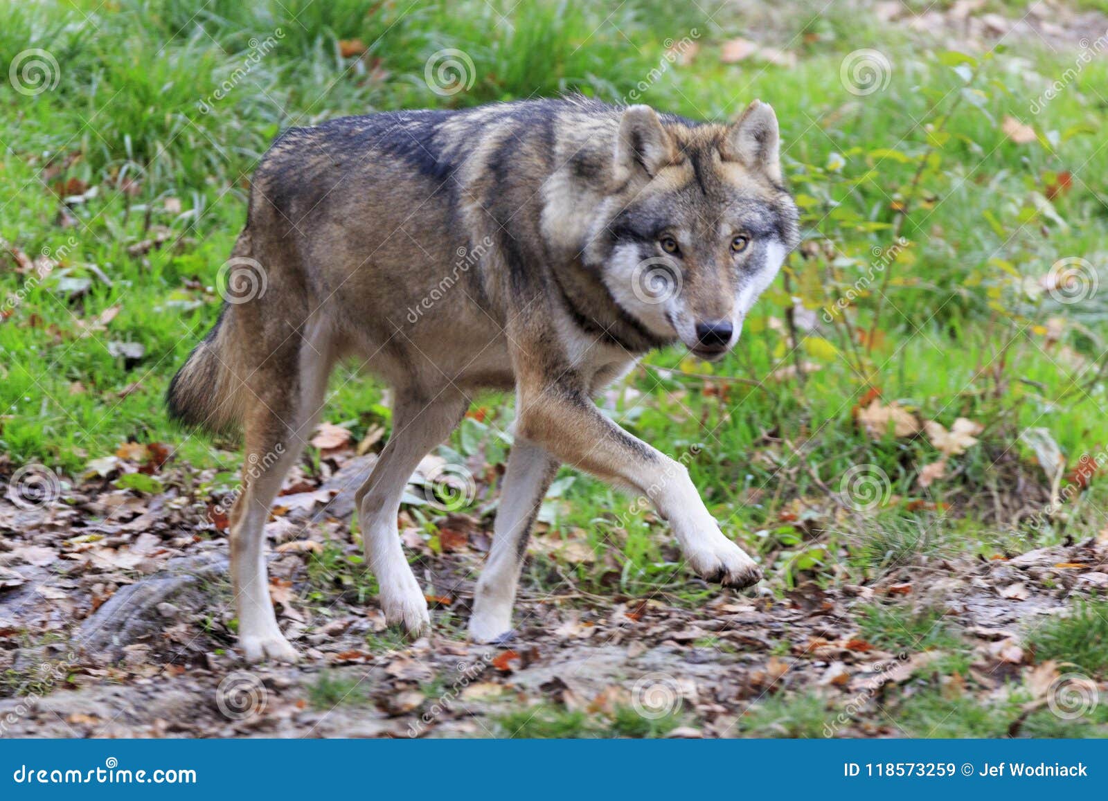 Lobo en el bosque imagen de archivo. Imagen de exterior - 118573259