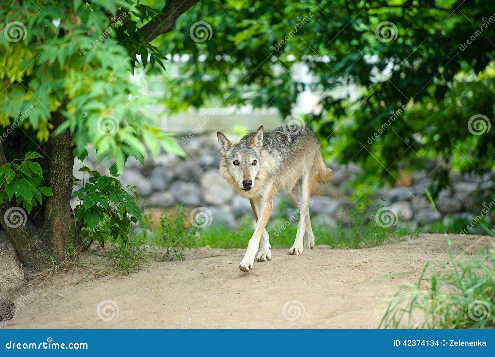 Lobo en el bosque foto de archivo. Imagen de rapaz, piel - 42374134