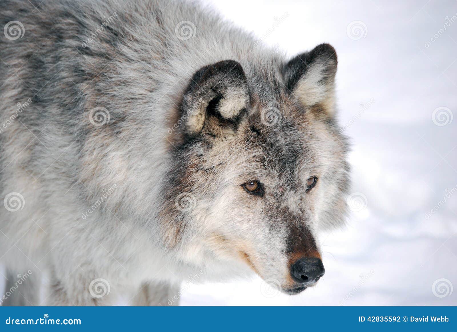 Lobo en el bosque foto de archivo. Imagen de nevoso, maderas - 42835592
