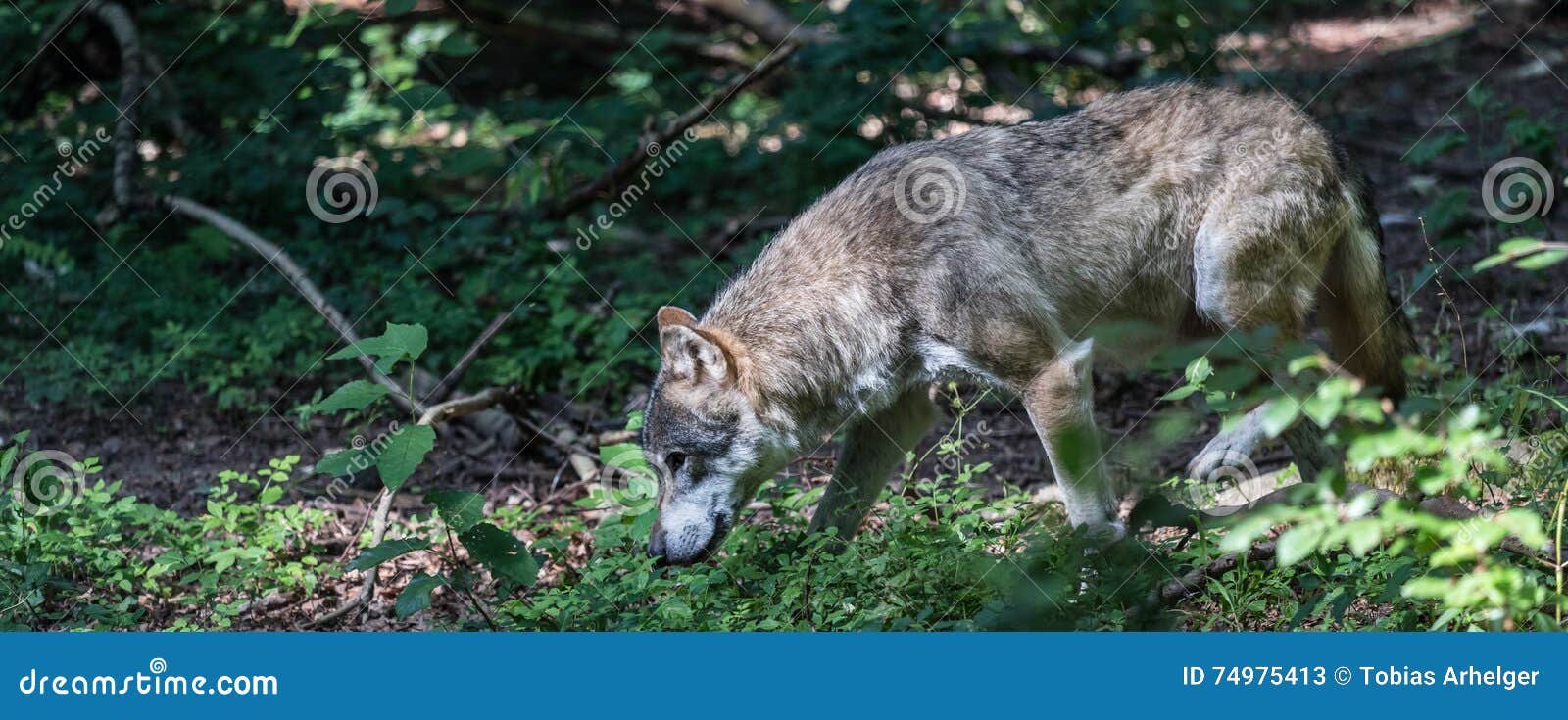 Lobo en el bosque imagen de archivo. Imagen de salvaje - 74975413