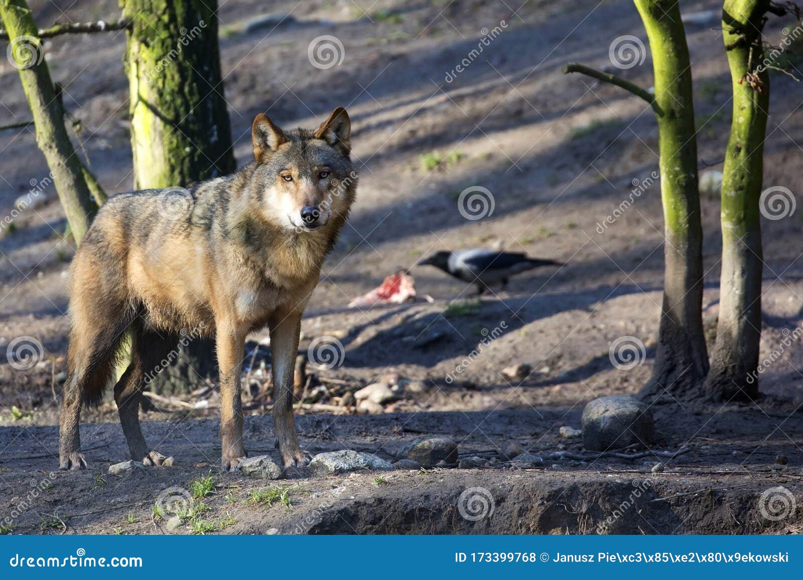 Lobo en el bosque foto de archivo. Imagen de gris, bosque - 173399768