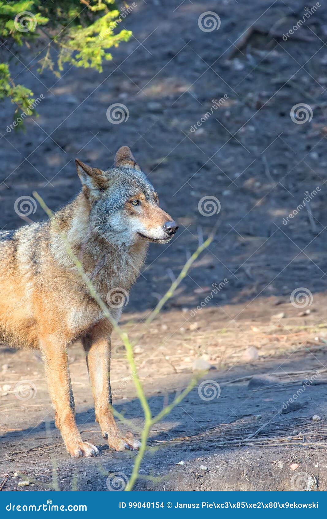 Lobo En El Bosque, Un Retrato Foto de archivo - Imagen de bosque, hojas ...