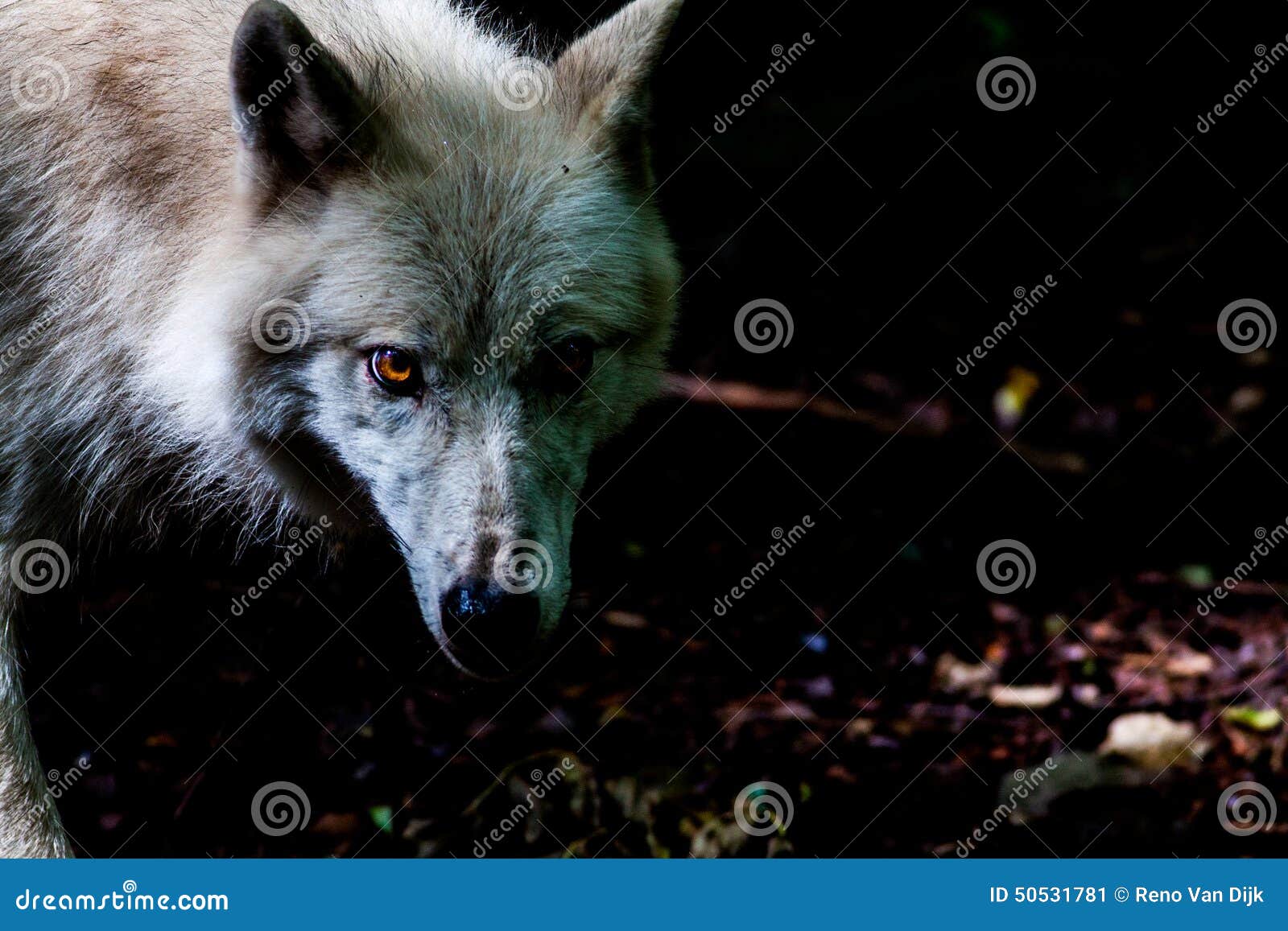 Lobo en la oscuridad imagen de archivo. Imagen de mirando - 50531781