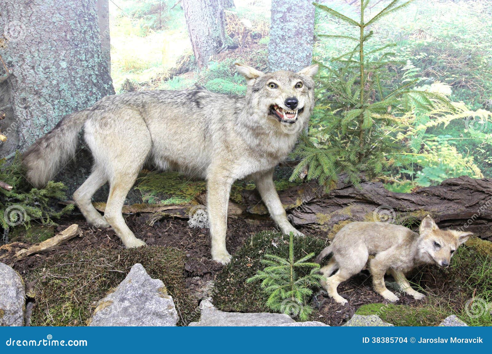 Lobo enchido real imagem de stock editorial. Imagem de parque - 38385704