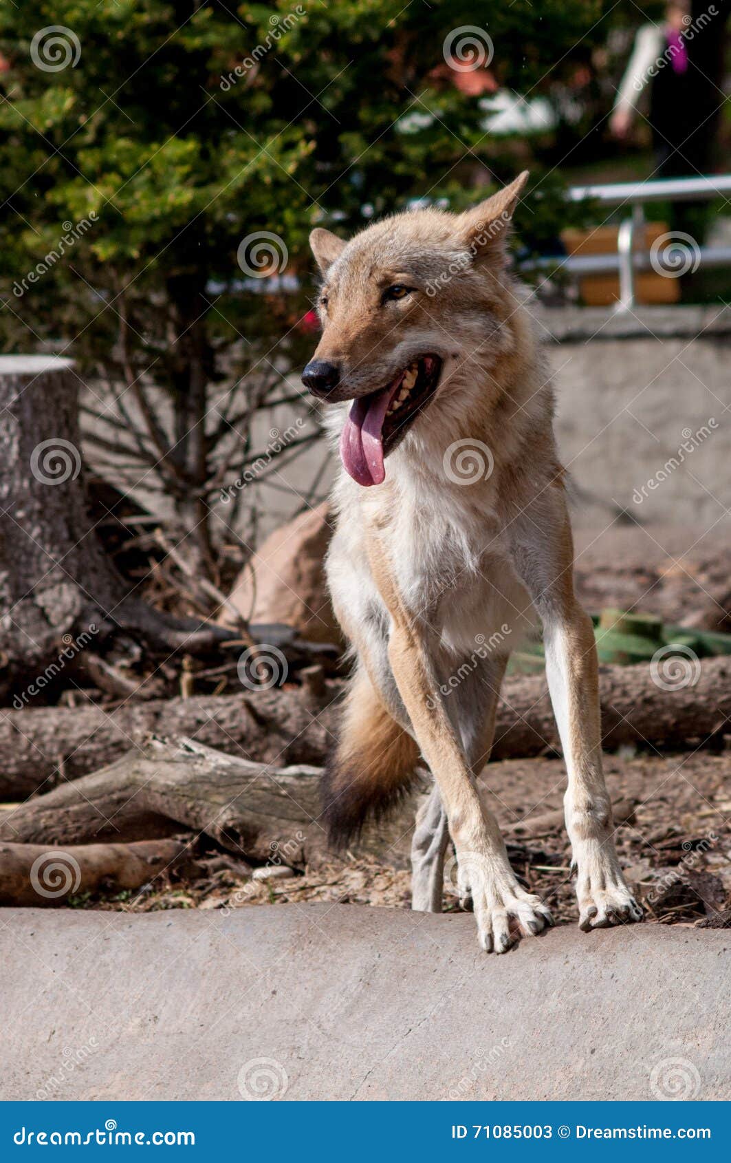Lobo feliz imagen de archivo. Imagen de despredador, cubo - 71085003