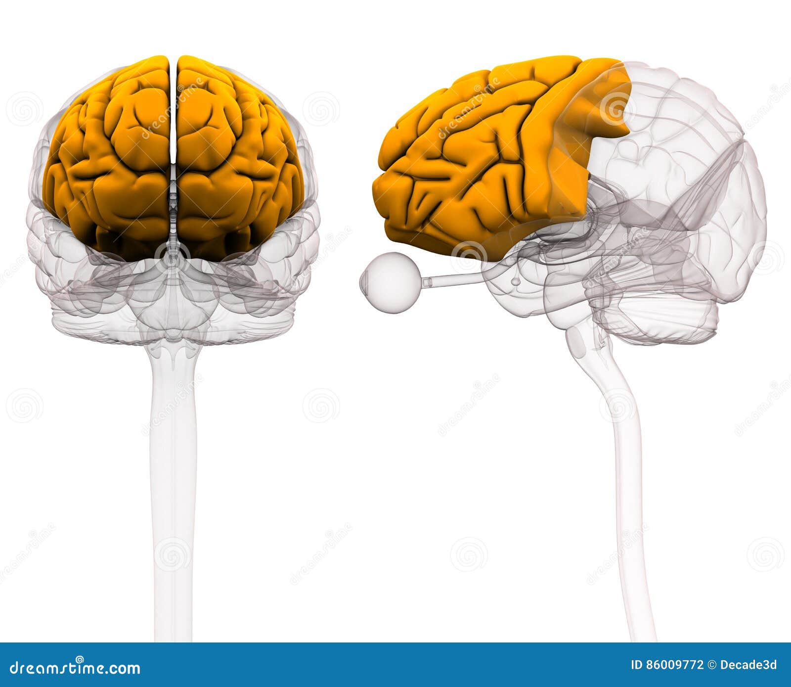 Lobo Frontale Brain Anatomy - Illustrazione 3d Illustrazione di Stock ...