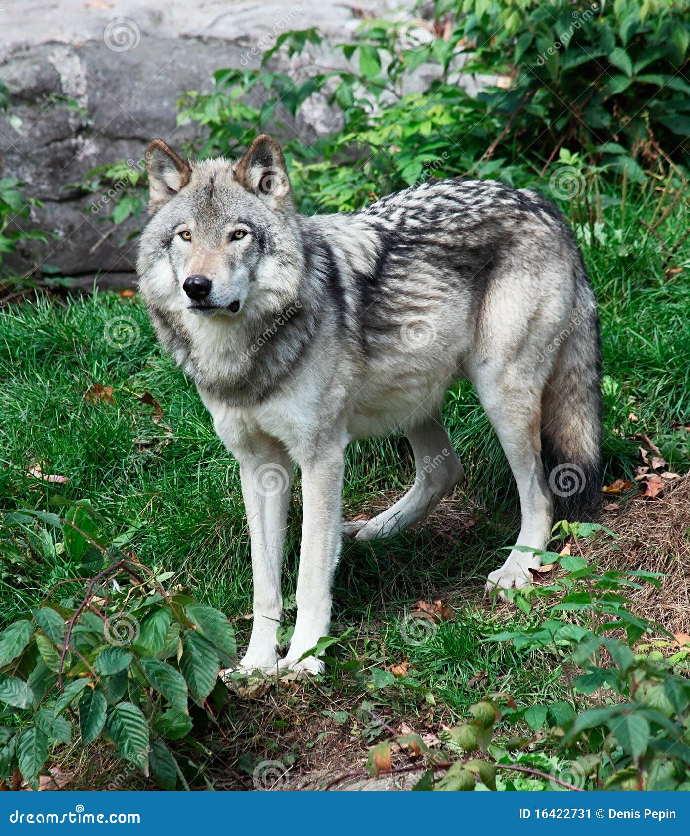 Lobo gris imagen de archivo. Imagen de despredador, cuadrillado - 16422731