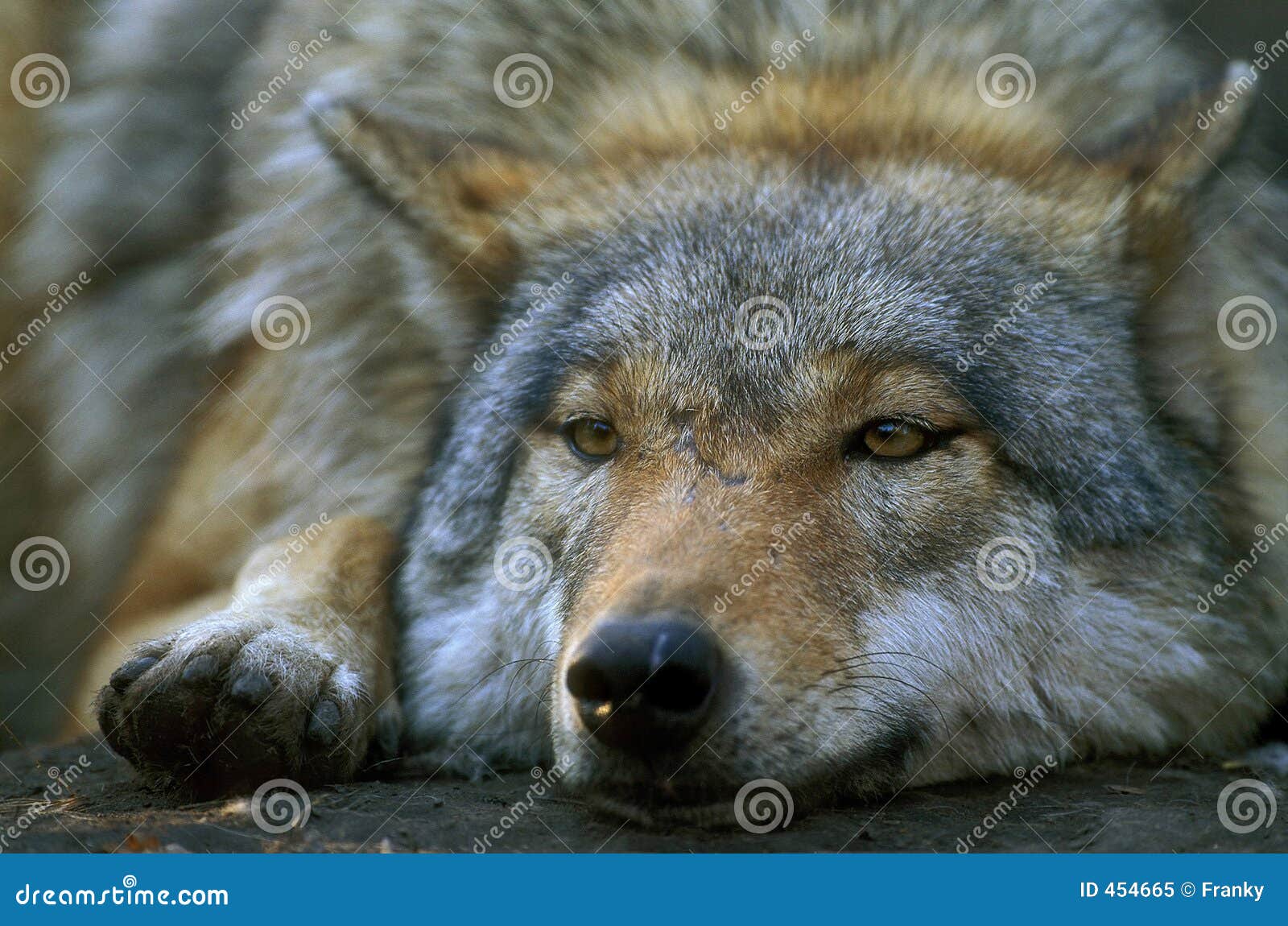 Lobo gris imagen de archivo. Imagen de lupus, canoa, europeo - 454665