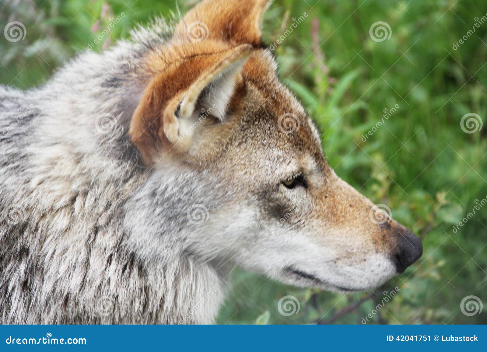 Lobo gris en bosque imagen de archivo. Imagen de rapaz - 42041751