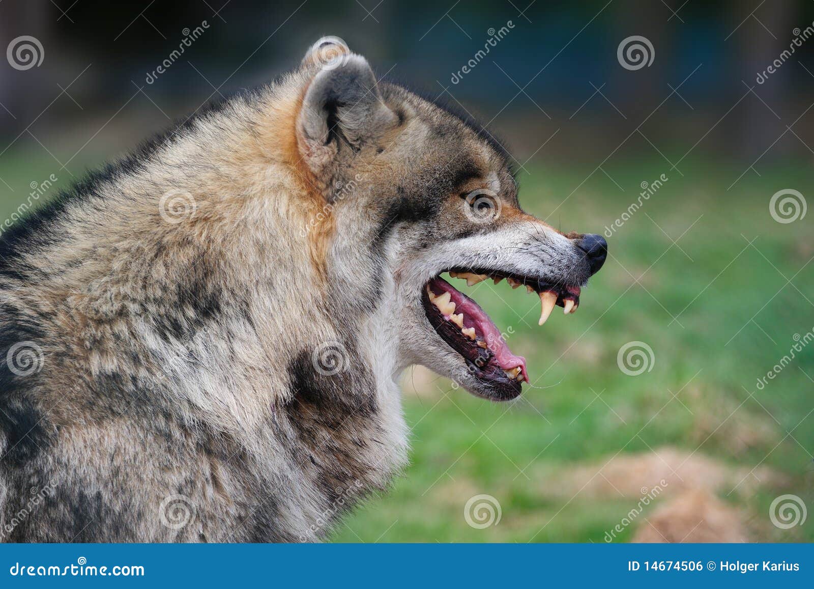 Lobo gris (lupus de Canis) foto de archivo. Imagen de animal - 14674506