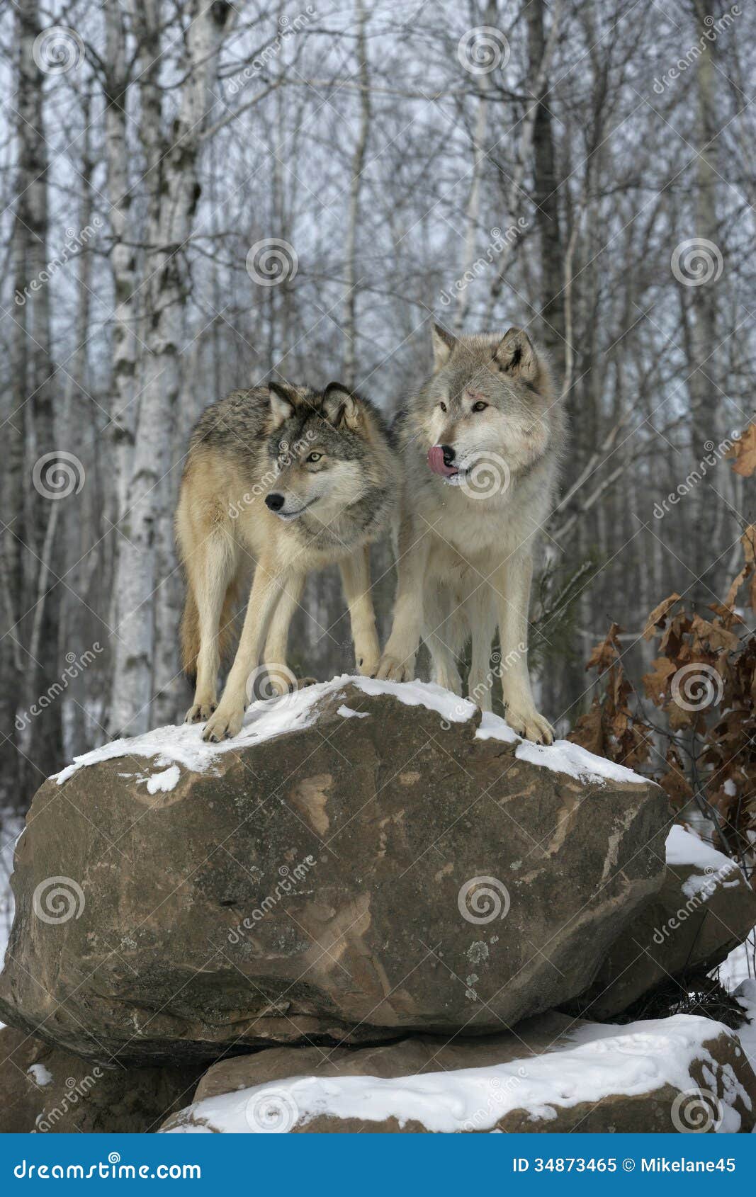 Lobo gris, lupus de Canis imagen de archivo. Imagen de canoa - 34873465
