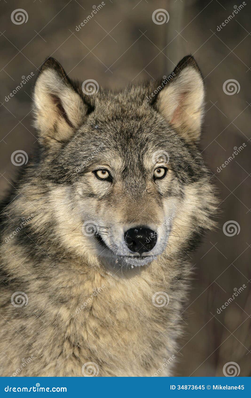 Lobo gris, lupus de Canis imagen de archivo. Imagen de hocico - 34873645