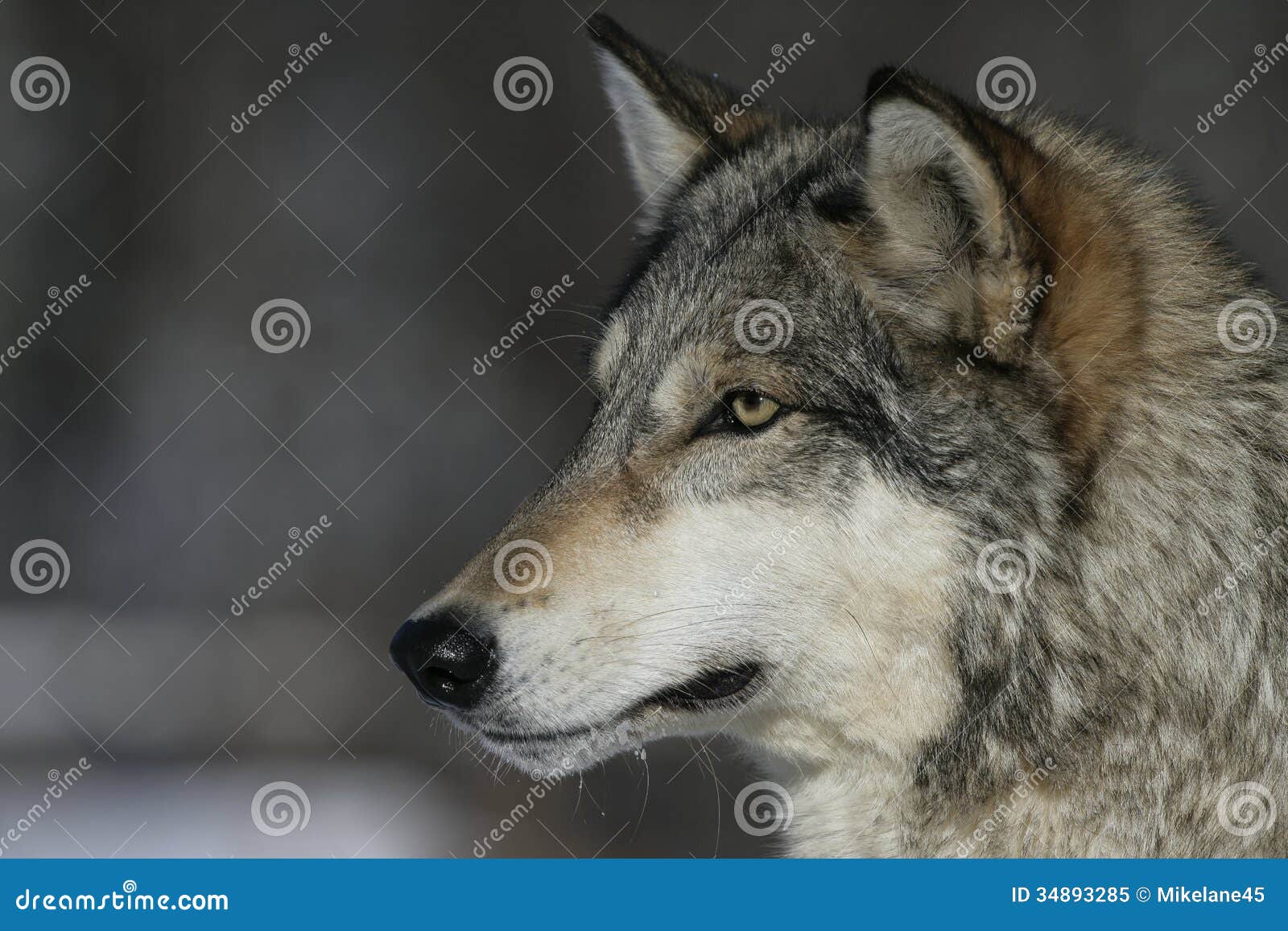 Lobo gris, lupus de Canis imagen de archivo. Imagen de piel - 34893285