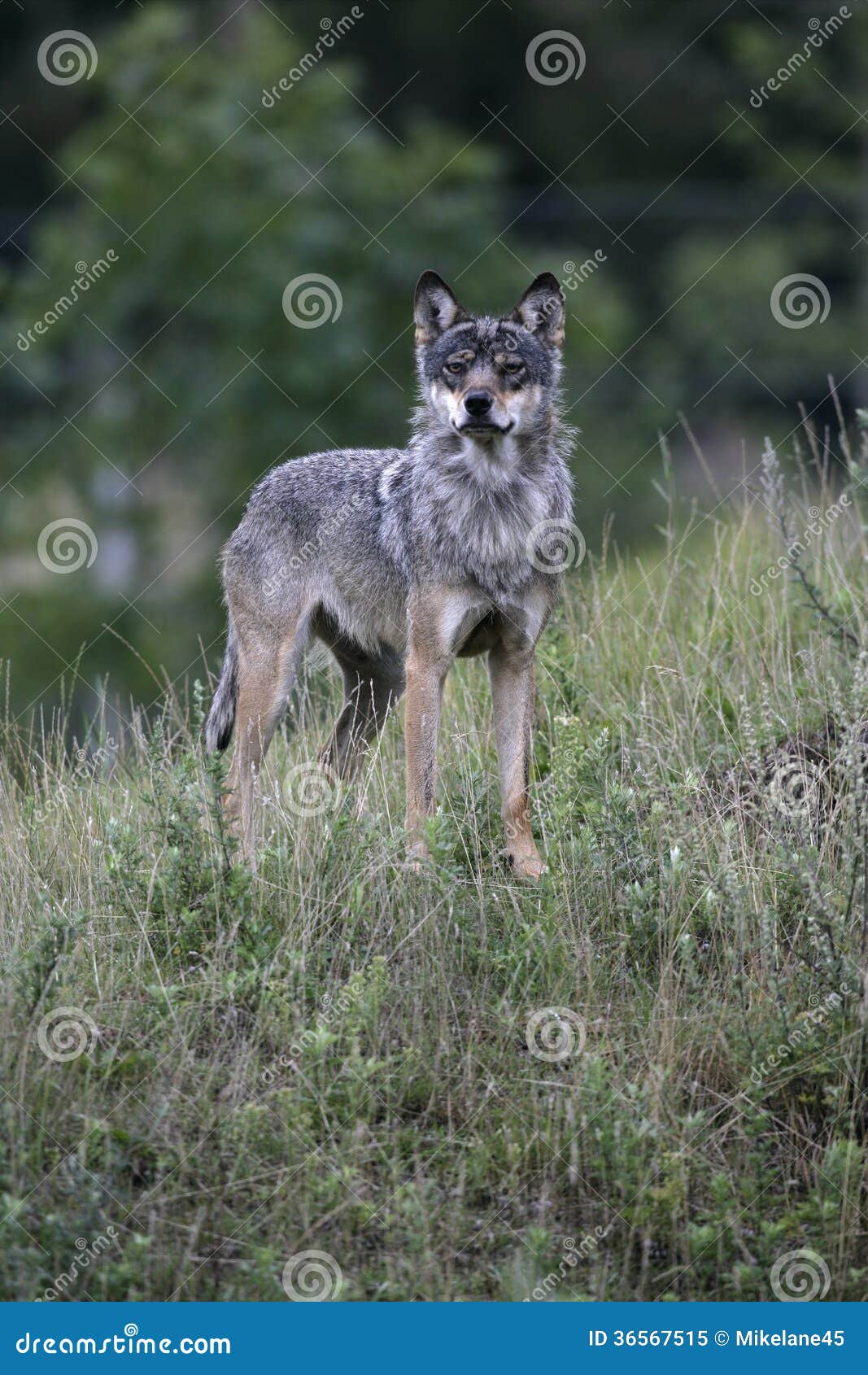 Lobo gris, lupus de Canis imagen de archivo. Imagen de europeo - 36567515