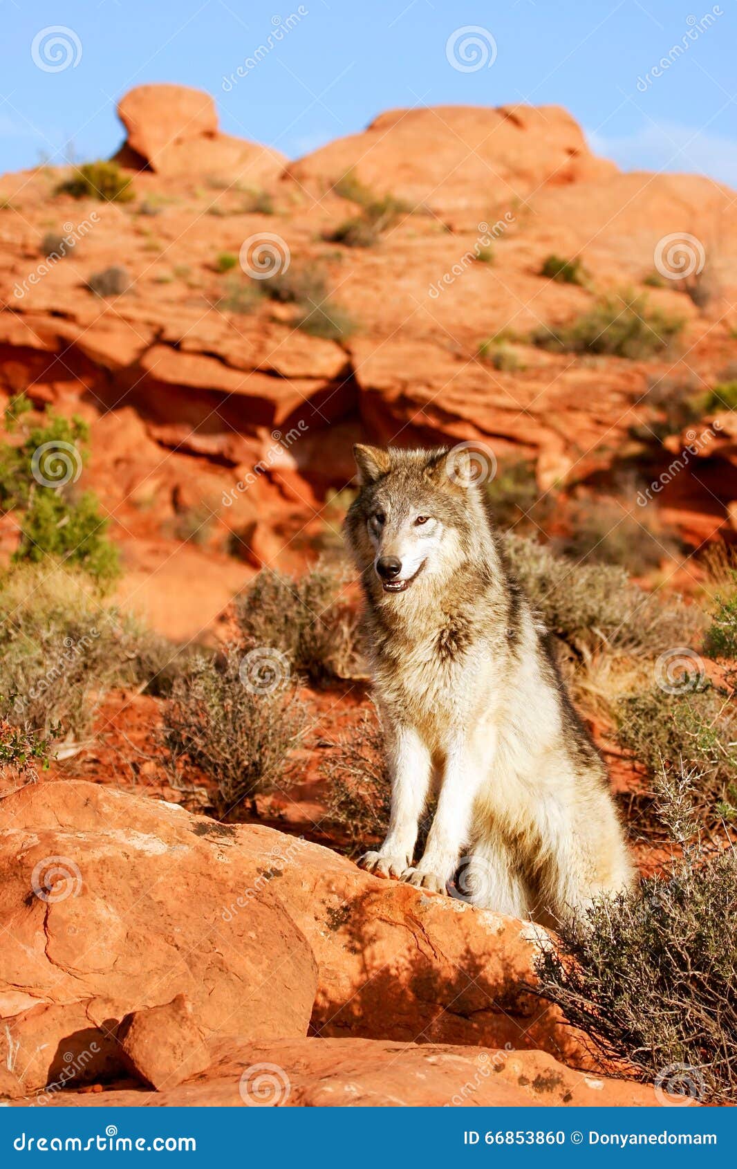 Lobo gris (lupus de Canis) foto de archivo. Imagen de madera - 66853860
