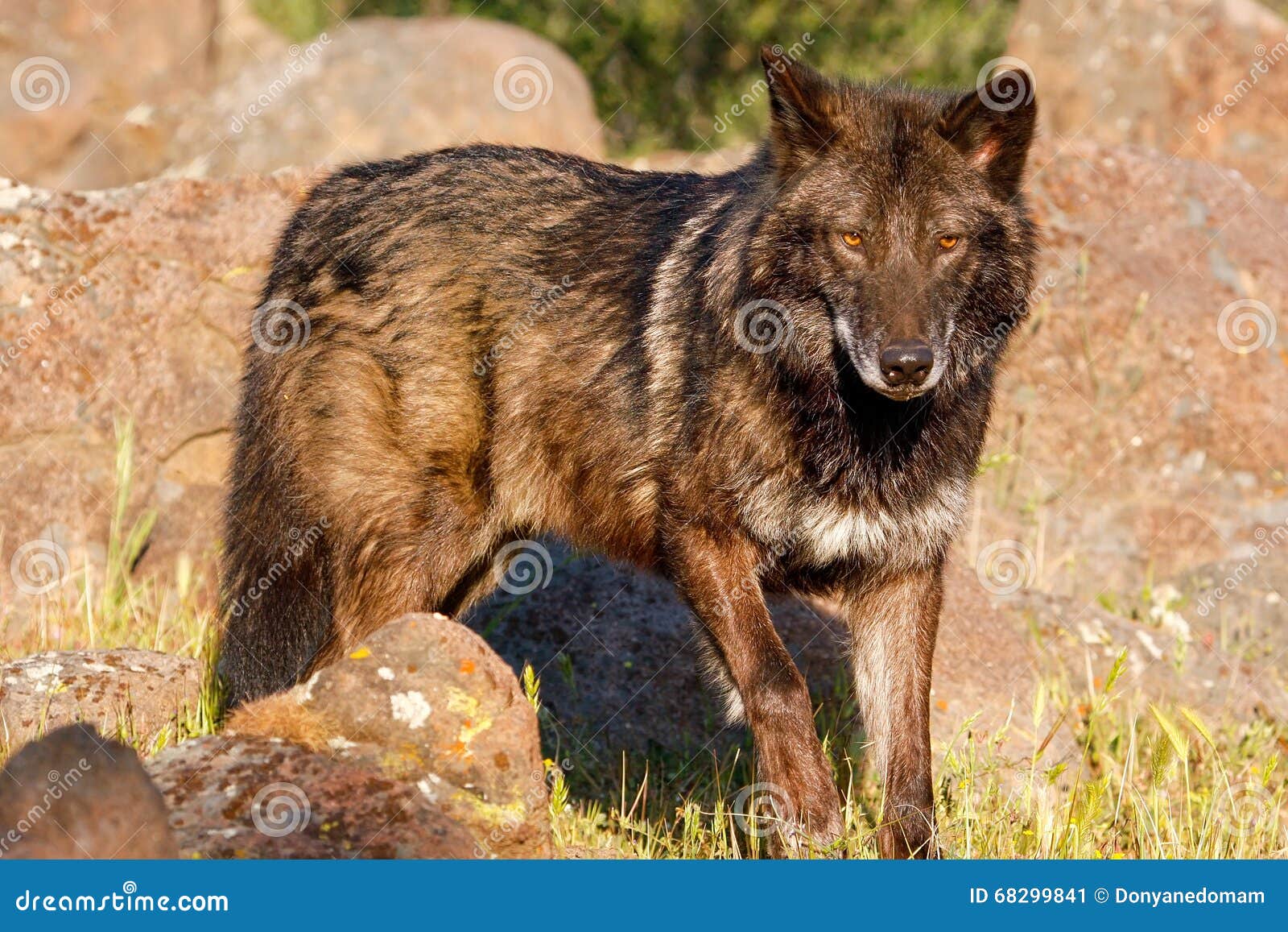 Lobo gris (lupus de Canis) imagen de archivo. Imagen de madera - 68299841