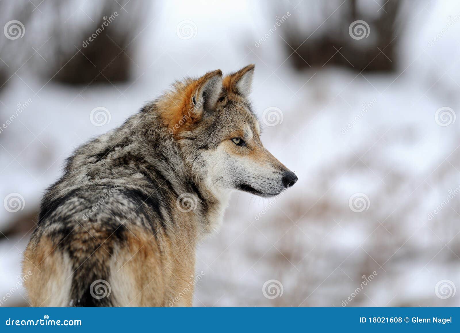 Lobo gris mexicano foto de archivo. Imagen de animal - 18021608