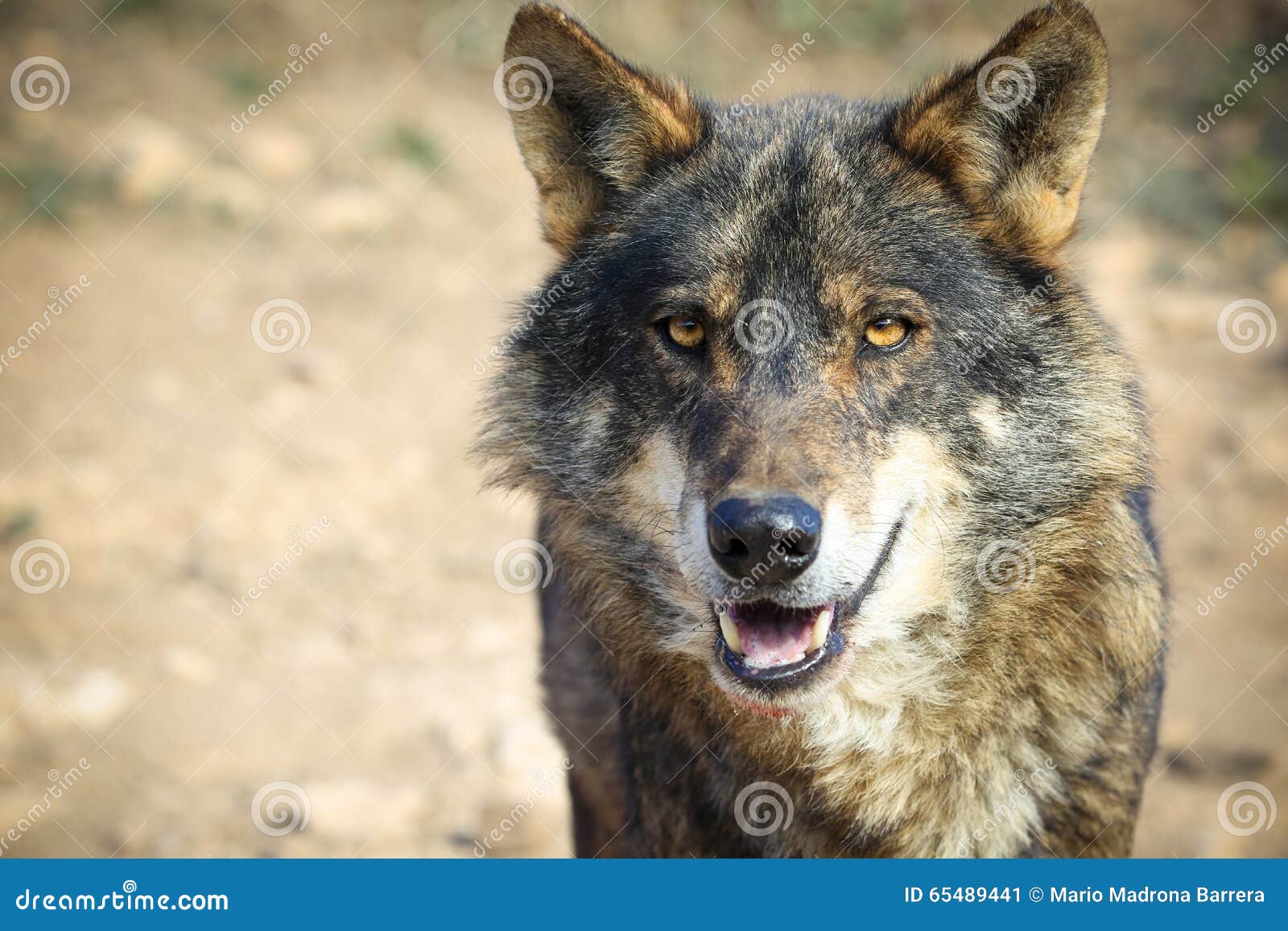 Lobo ibérico imagem de stock. Imagem de espanha, preto - 65489441