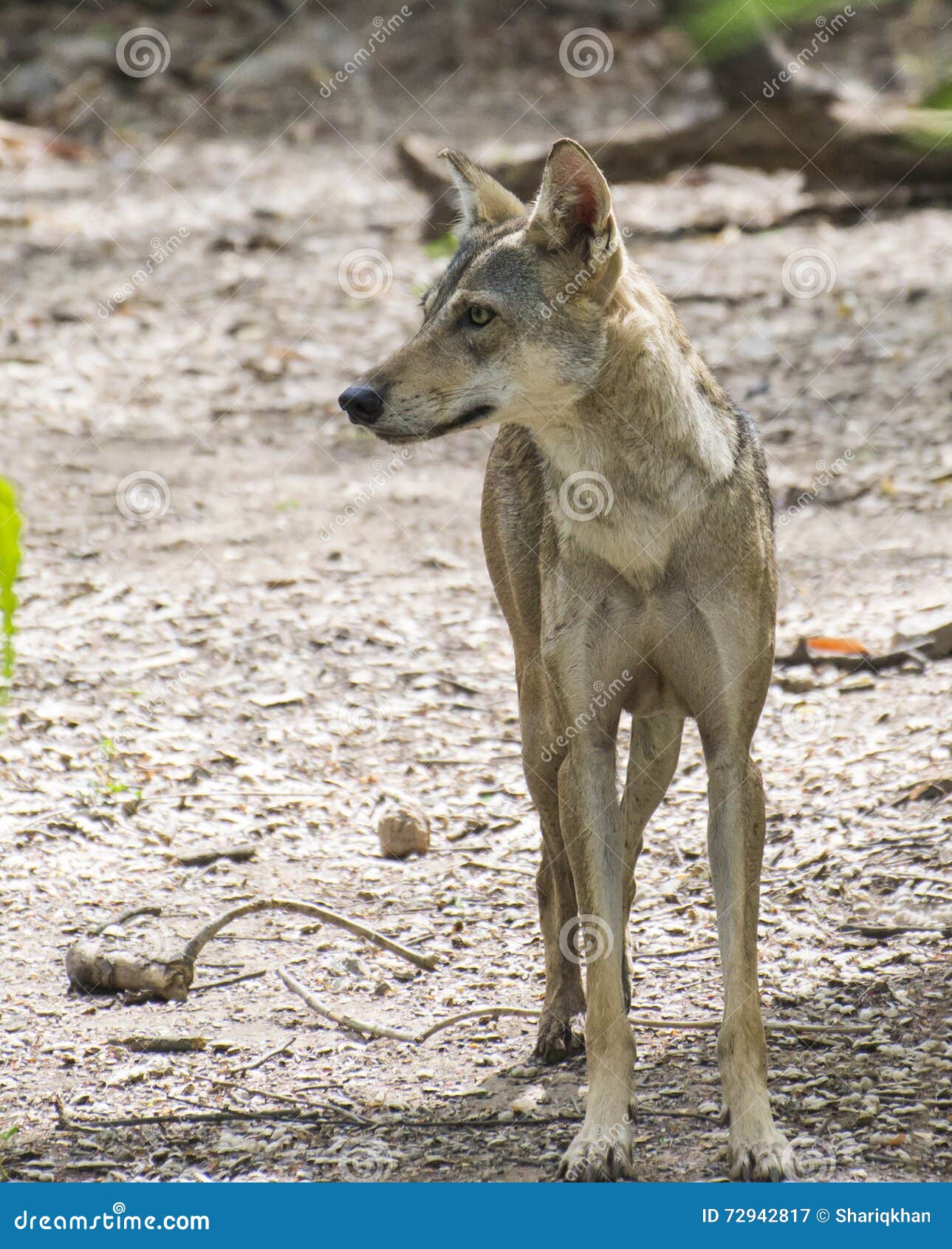 Lobo indio imagen de archivo. Imagen de alarma, perro - 72942817
