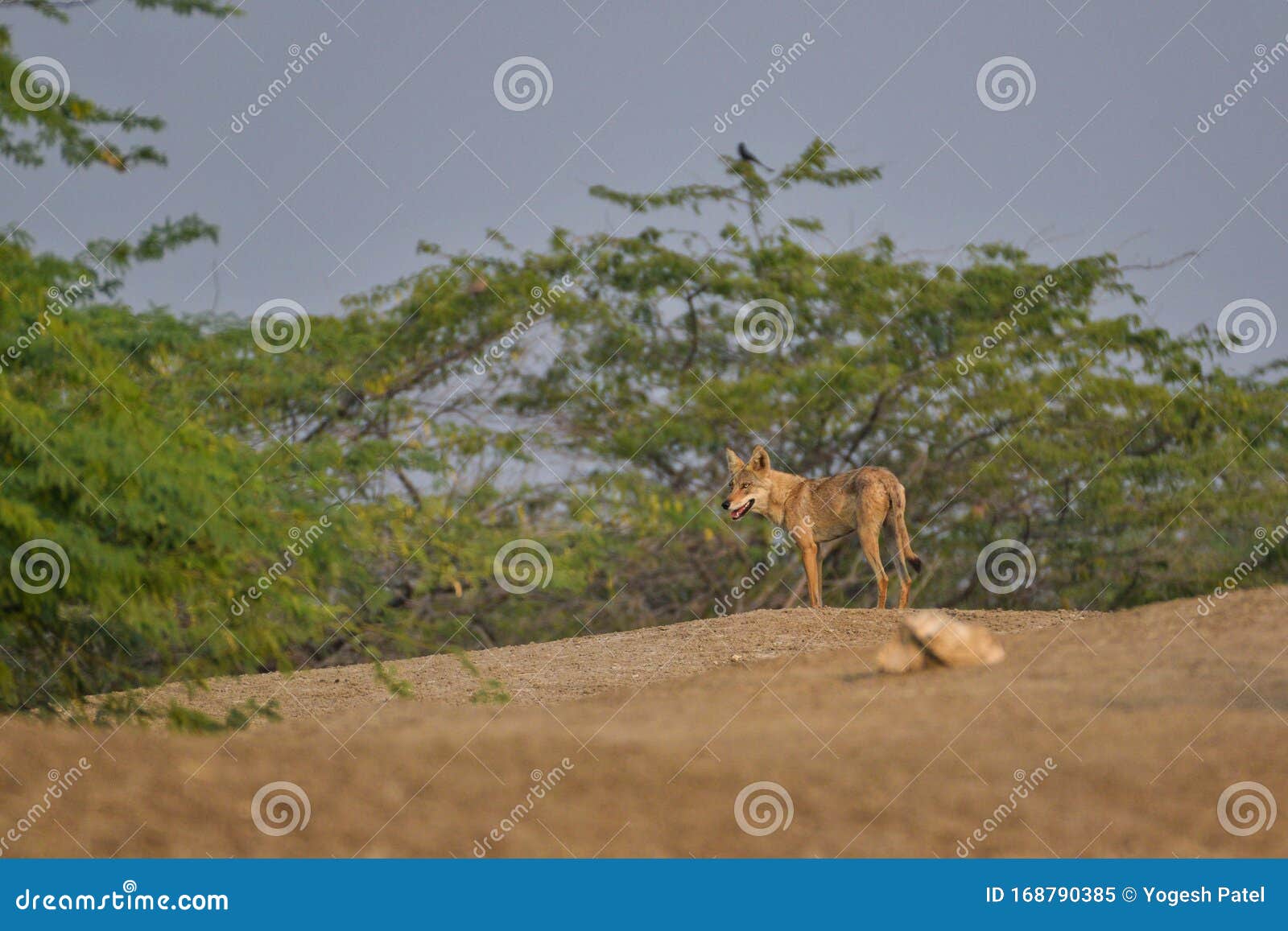 Lobo Indio, Especie De Lobo Gris Imagen de archivo - Imagen de gris ...