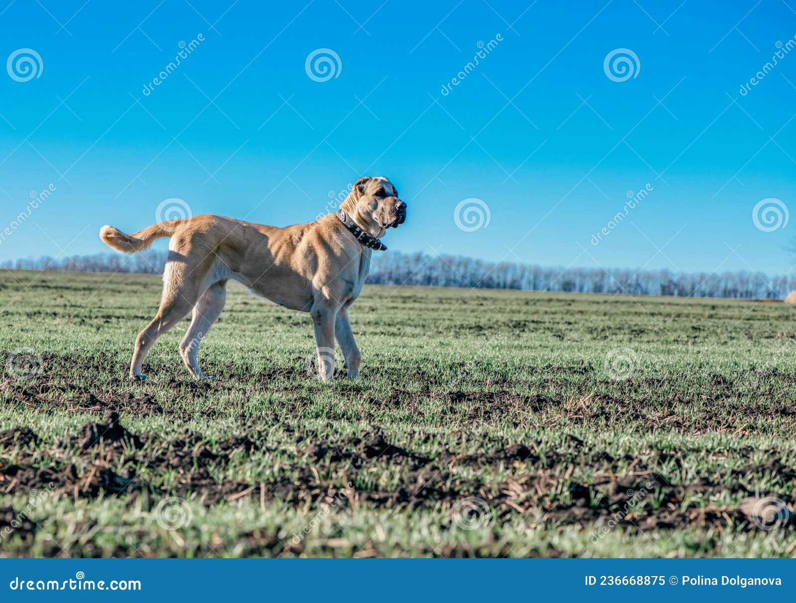 Lobo imagen de archivo. Imagen de perrito, planta, hierba - 236668875