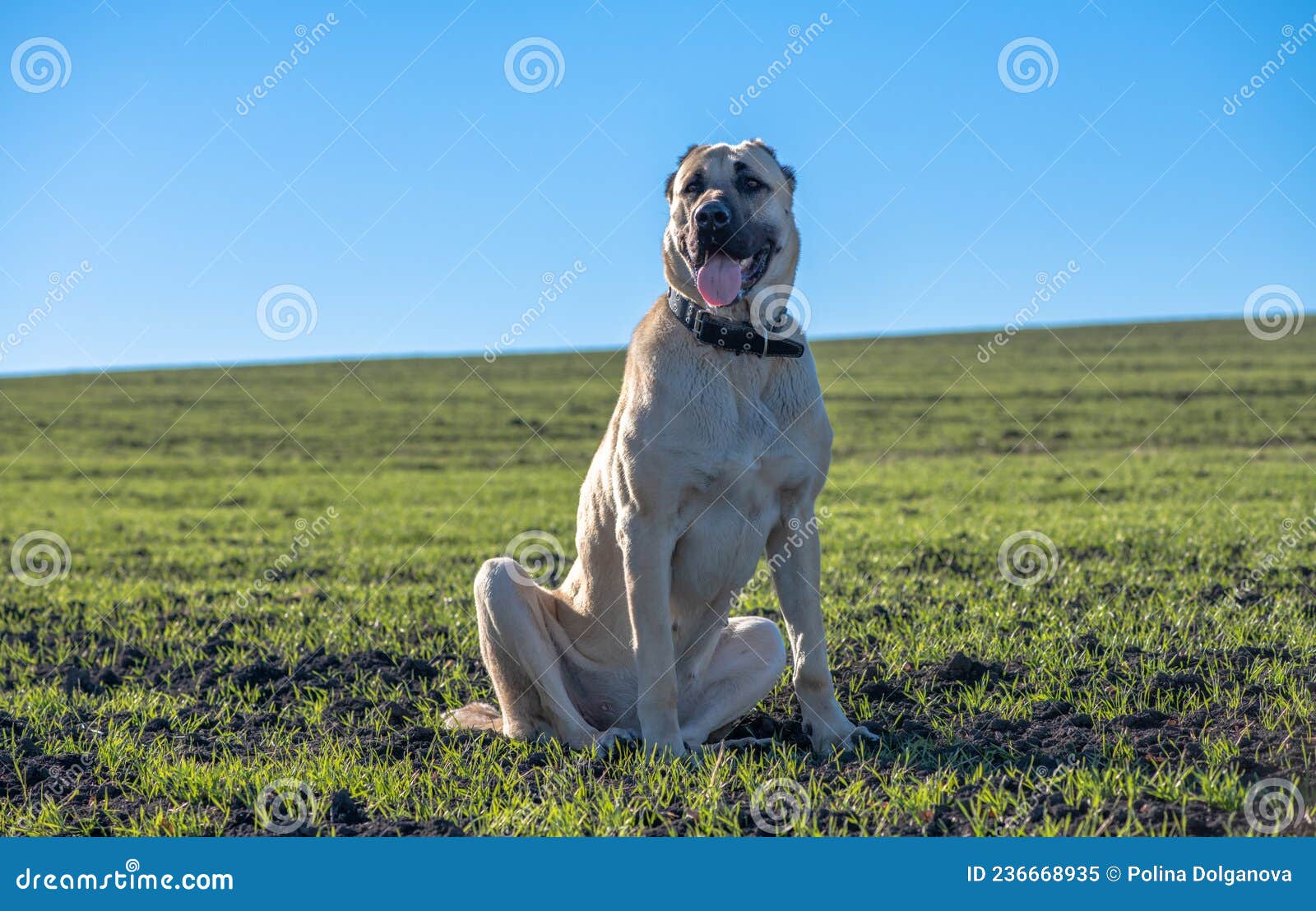 Lobo imagen de archivo. Imagen de perrito, planta, turco - 236668935