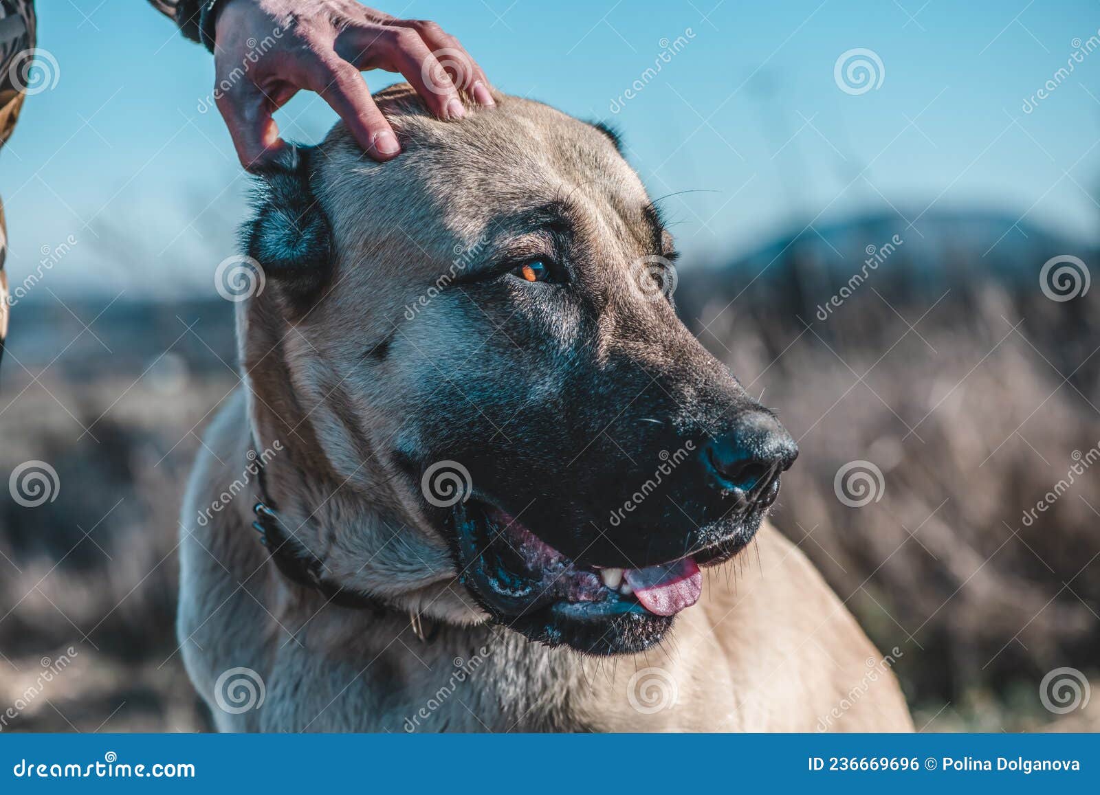 Lobo foto de archivo. Imagen de perrito, recuperador - 236669696