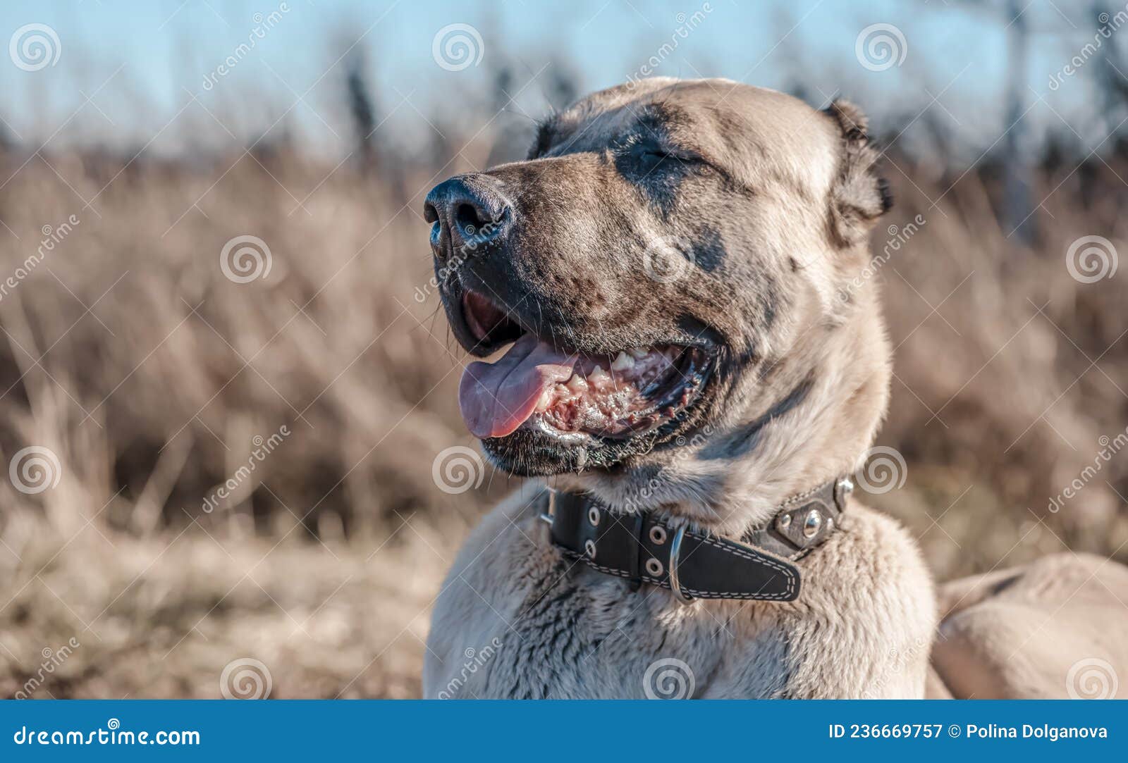 Lobo imagen de archivo. Imagen de planta, perro, hierba - 236669757