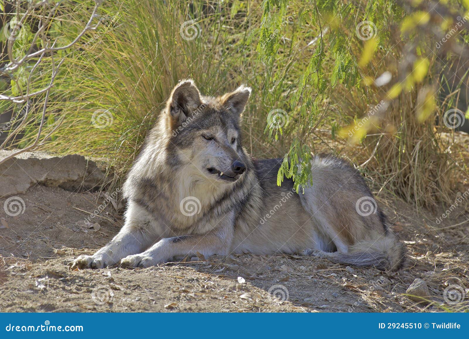 Lobo mexicano acostado foto de archivo. Imagen de fauna - 29245510