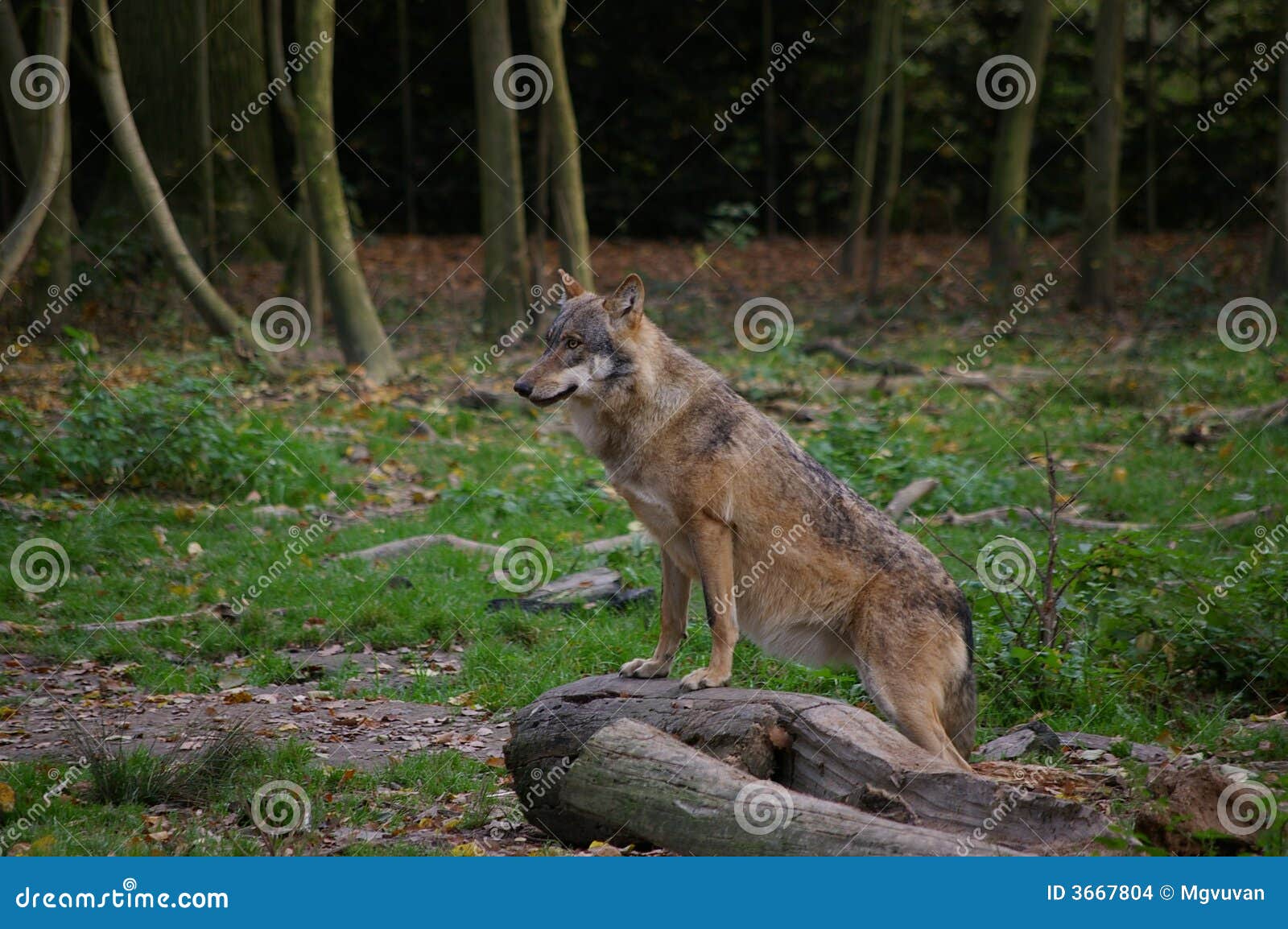 Lobo na floresta foto de stock. Imagem de lobo, cortesia - 3667804