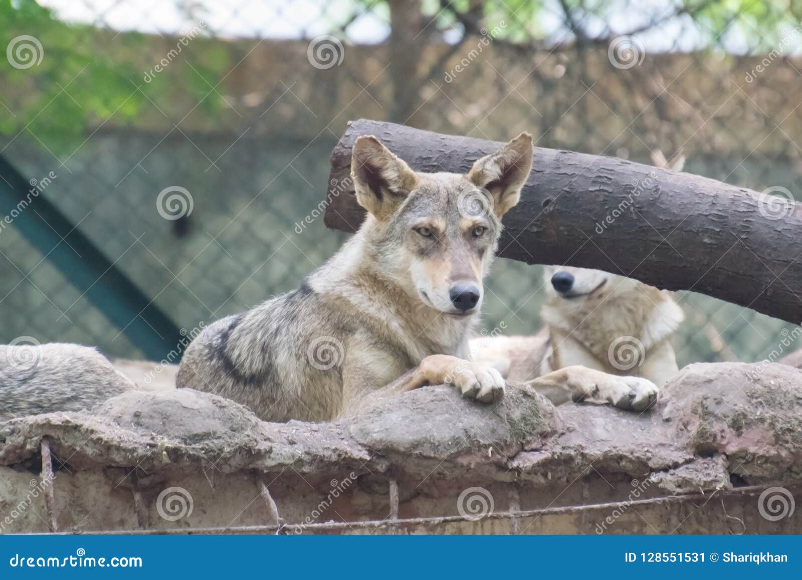 Lobo o Gray Wolf indio imagen de archivo. Imagen de maharashtra - 128551531