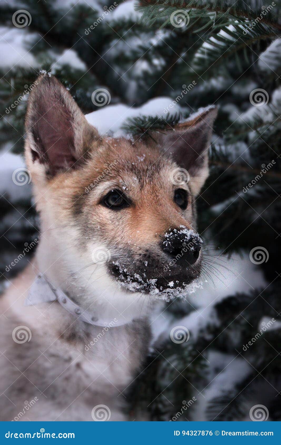 Lobo pequeno foto de stock. Imagem de encantador, floresta - 94327876