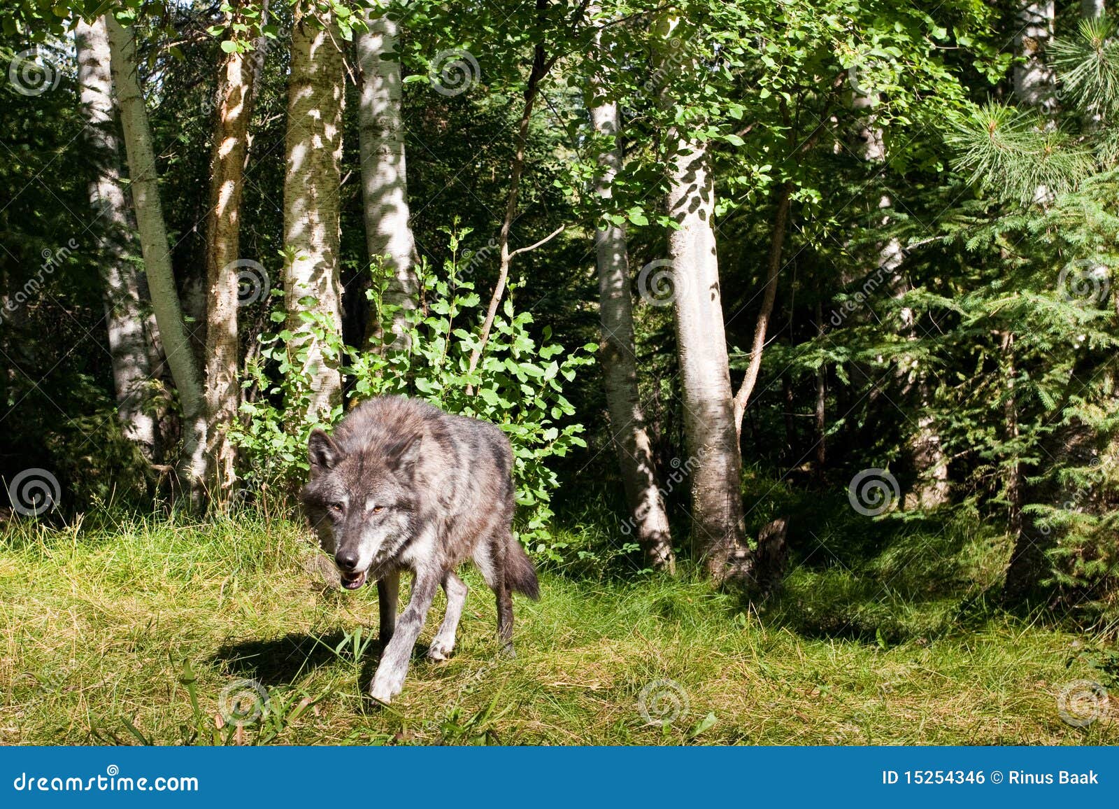 Lobo preto foto de stock. Imagem de animal, lobo, preto - 15254346