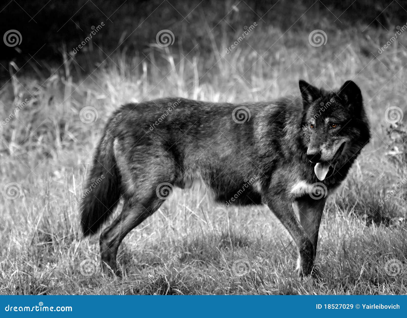 Lobo preto imagem de stock. Imagem de lobo, divisa, lobos - 18527029