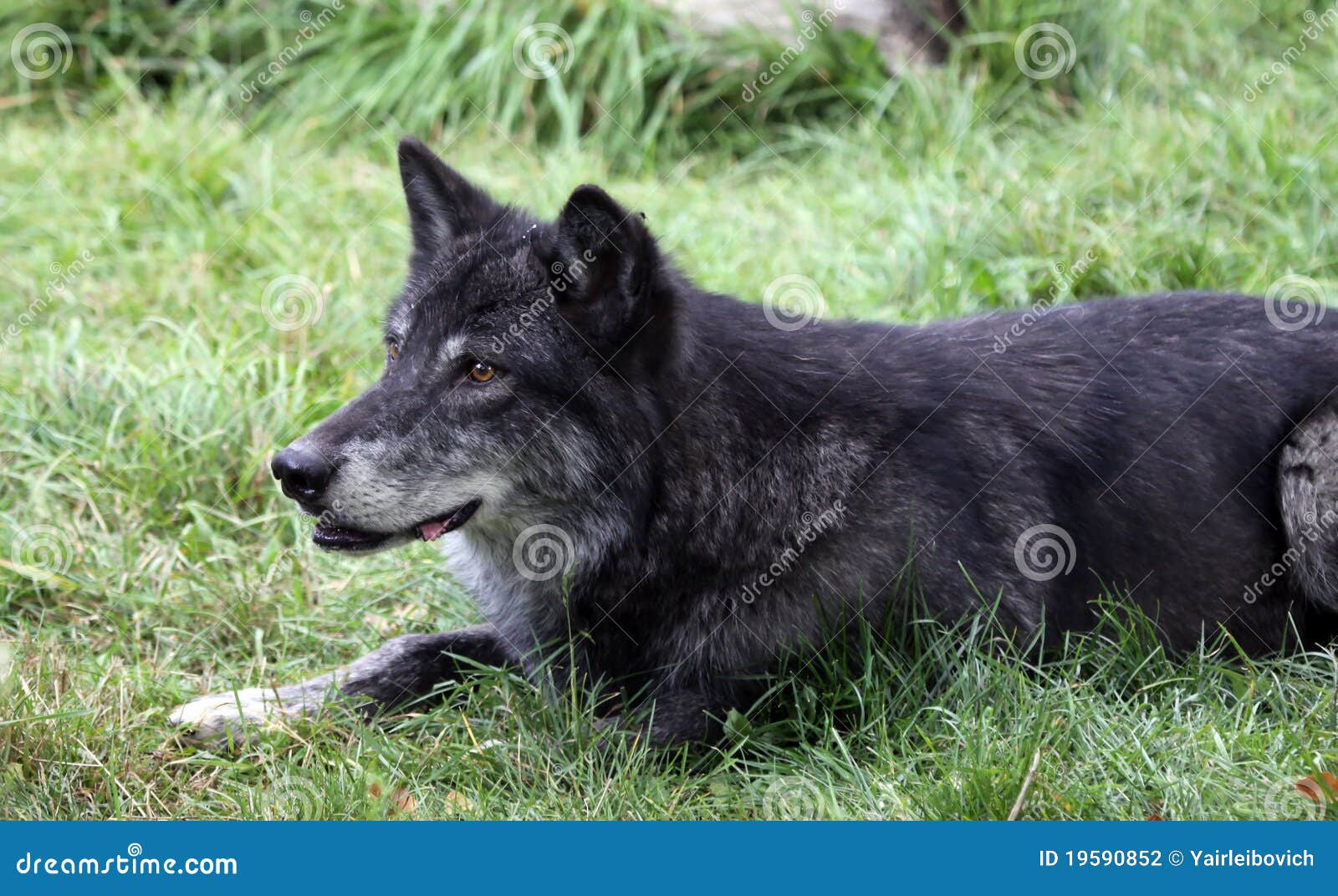 Lobo preto foto de stock. Imagem de nave, predador, grama - 19590852