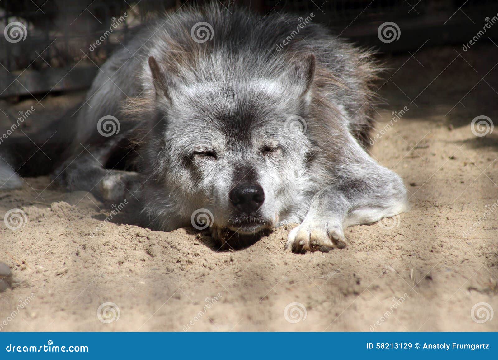 Lobo preto imagem de stock. Imagem de colocar, areia - 58213129