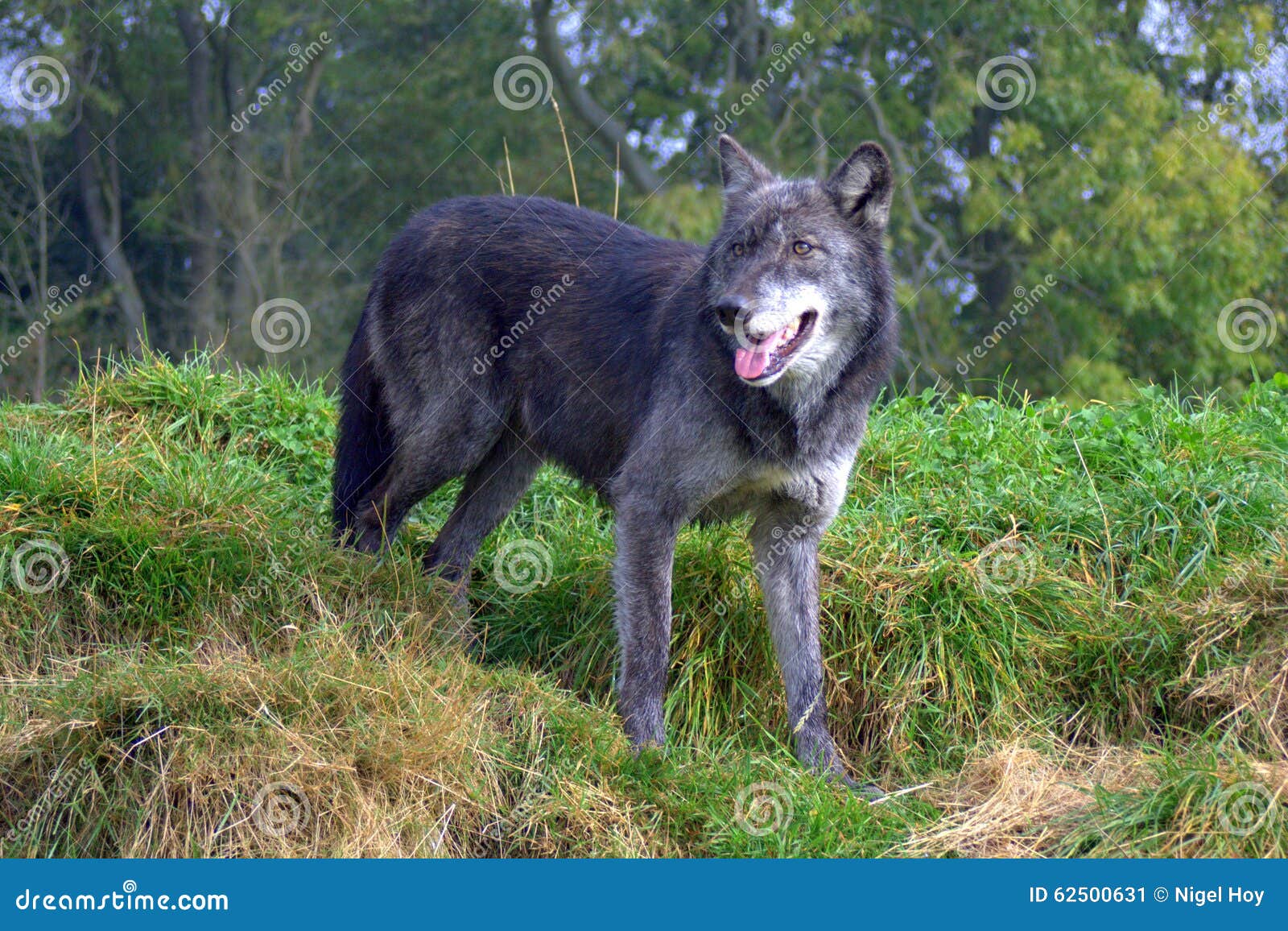 Lobo preto imagem de stock. Imagem de estar, lobo, floresta - 62500631