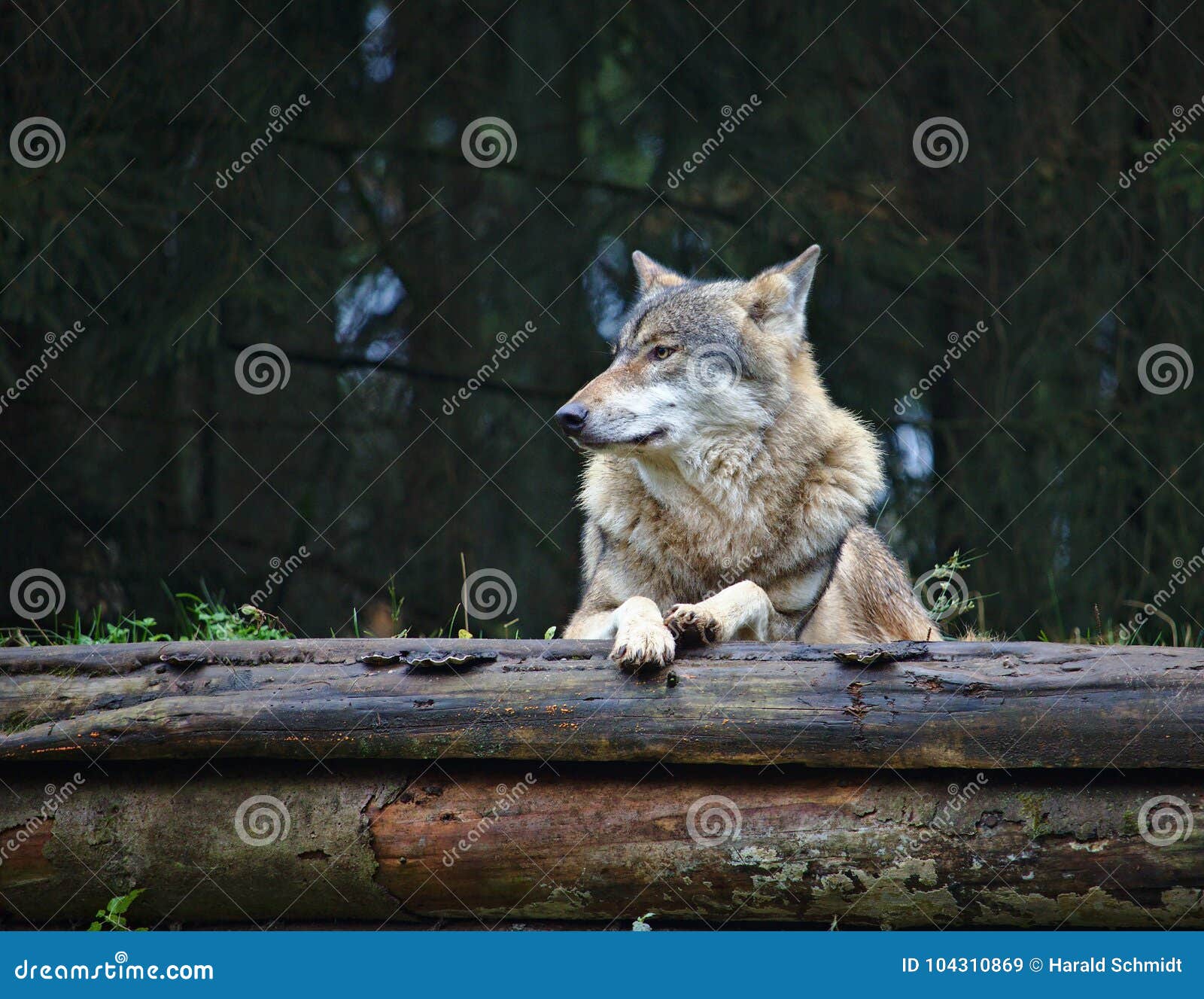 Lobo Que Descansa Encima De Dos Registros De Decaimiento Imagen de ...