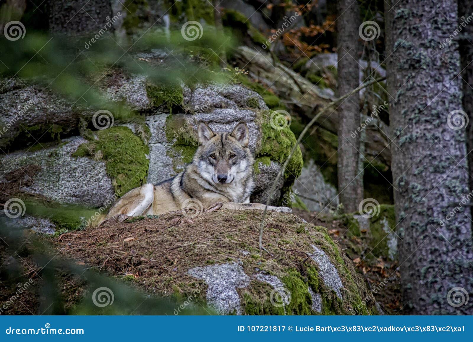 Lobo Que Descansa Sobre La Roca Imagen de archivo - Imagen de bosque ...