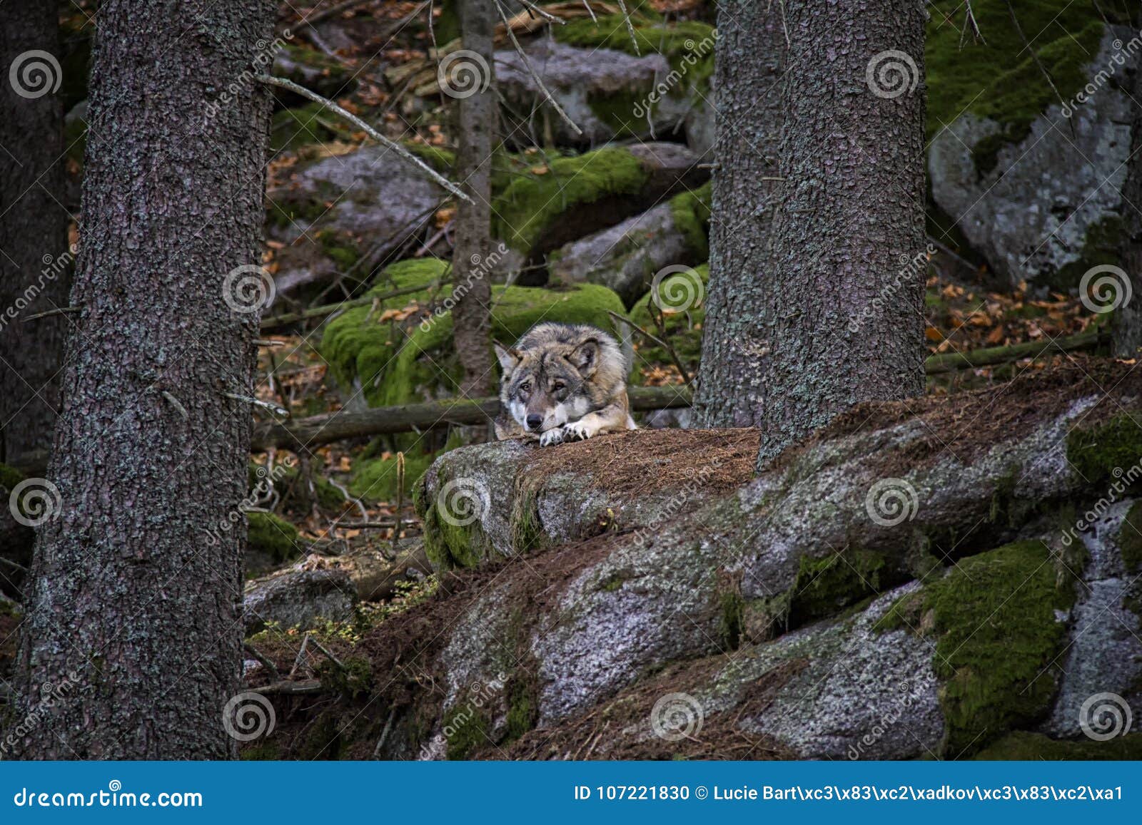 Lobo Que Descansa Sobre La Roca Foto de archivo - Imagen de bestia ...