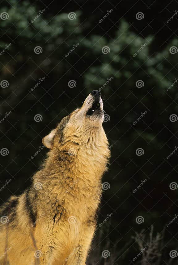 Lobo que grita foto de archivo. Imagen de grito, gris - 19101958
