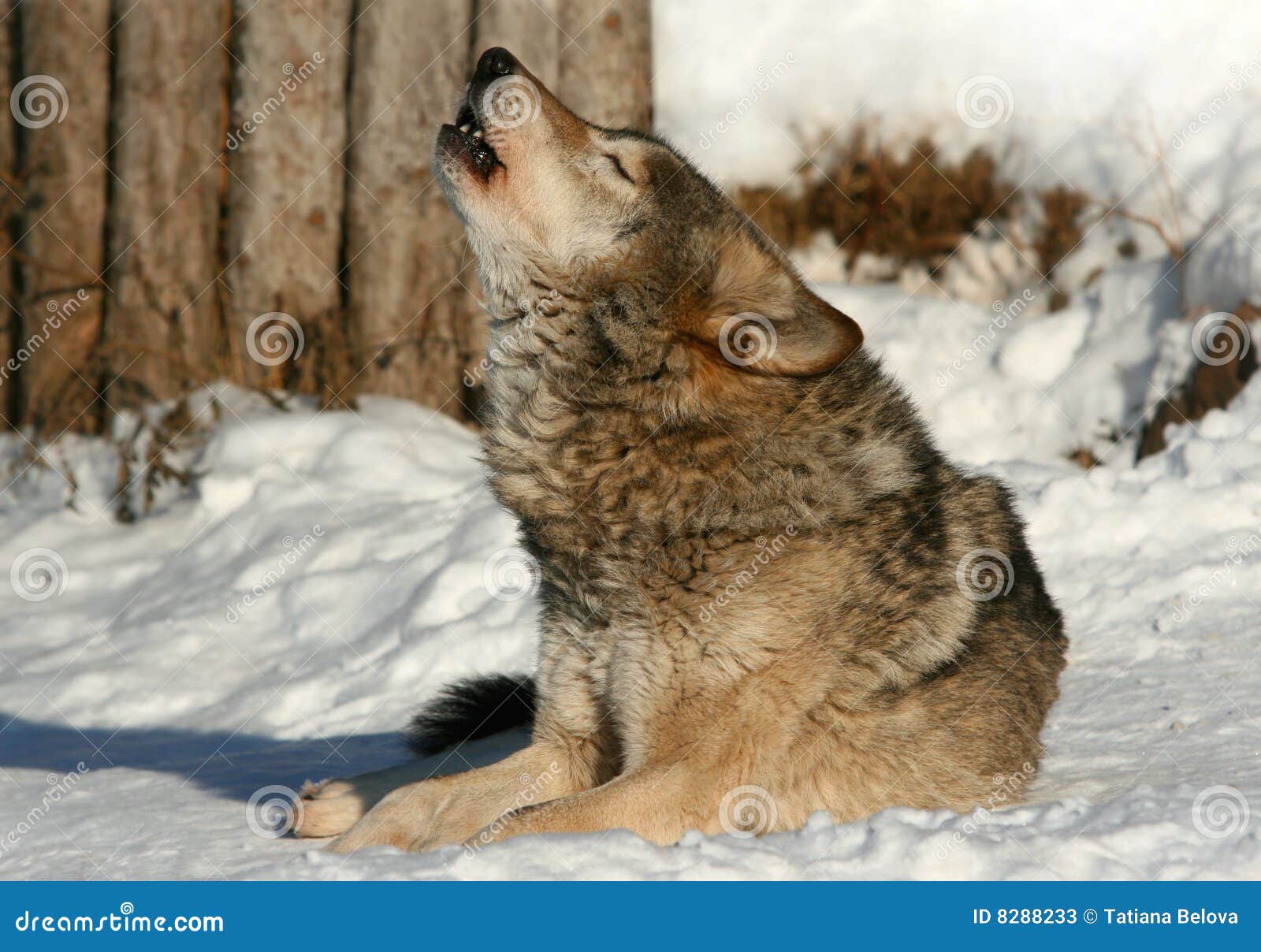 Lobo que grita imagen de archivo. Imagen de despredador - 8288233