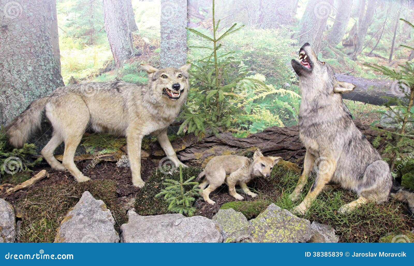 Lobo relleno real imagen de archivo editorial. Imagen de eslovaco ...