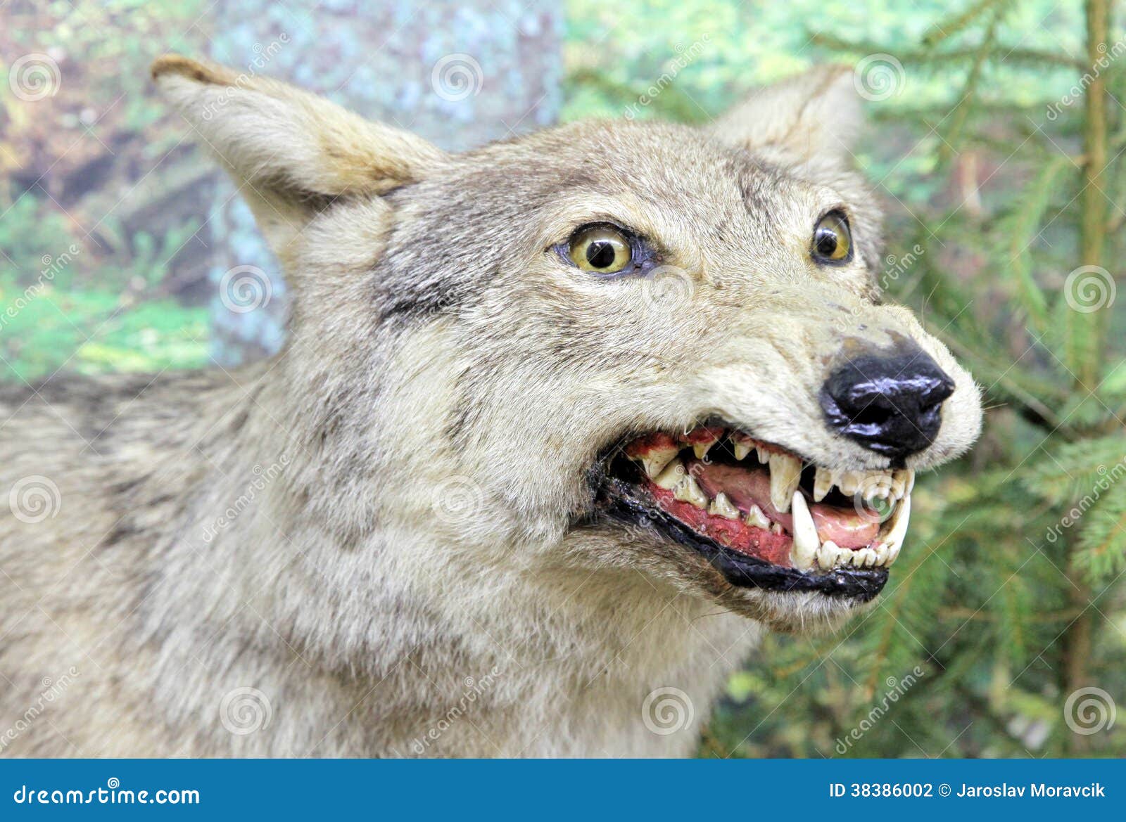 Lobo relleno real foto de archivo. Imagen de alpestre - 38386002